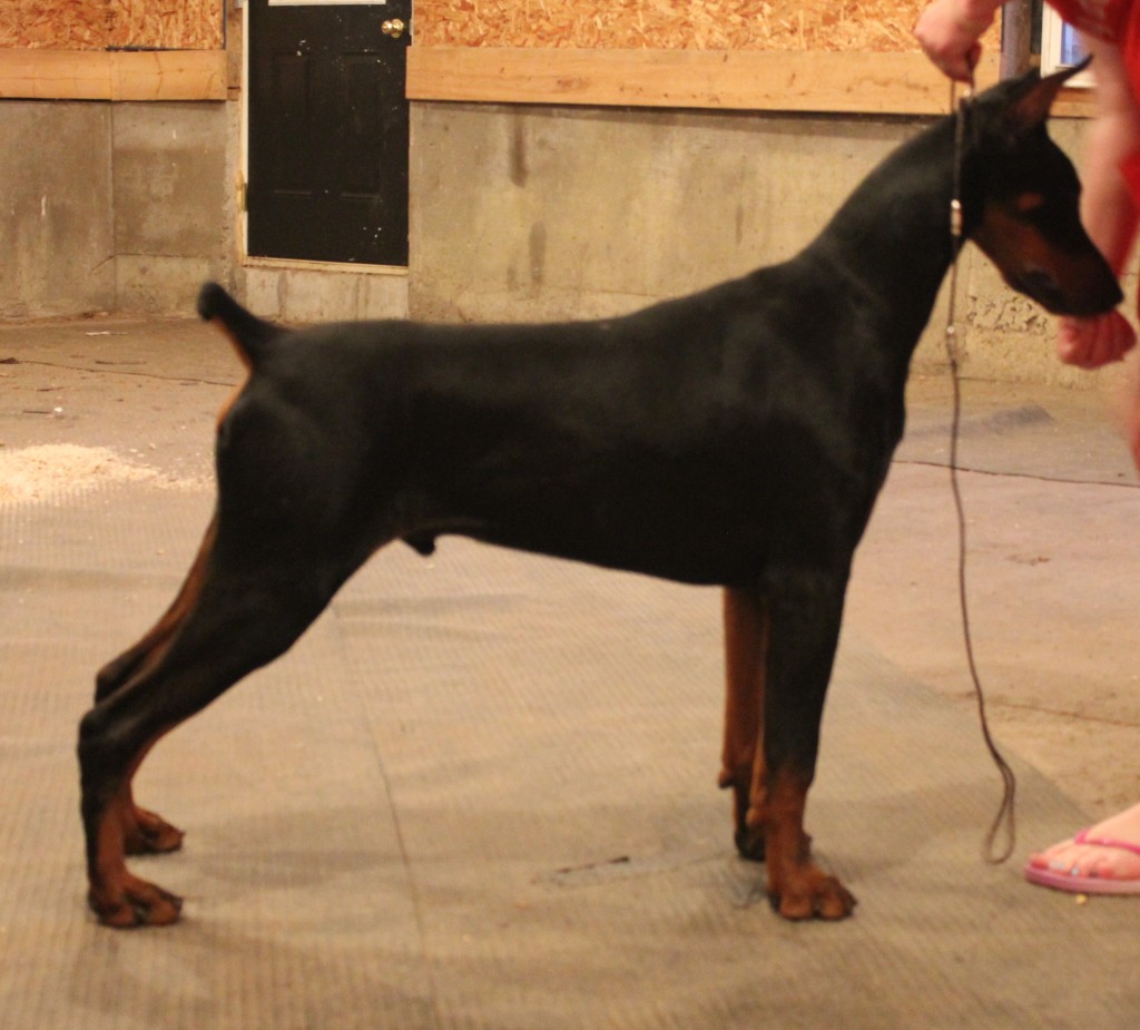 Available Dogs – Gatehouse Dobermans
