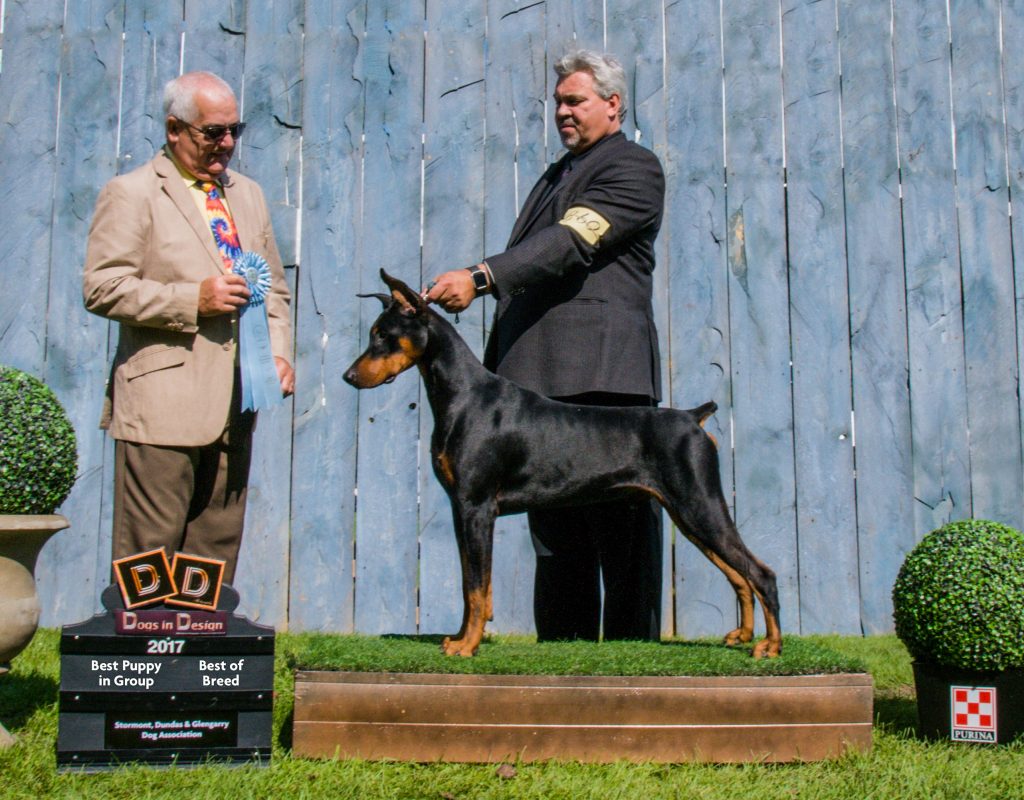 Cash – Gatehouse Dobermans