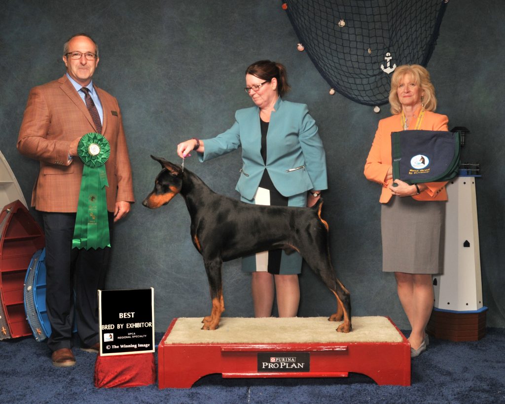 Cash – Gatehouse Dobermans